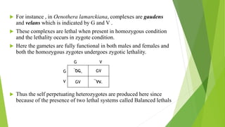 Balanced Lethals and Chromosome Complexes | PPTX
