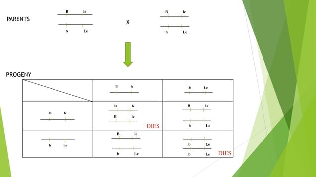 Balanced Lethals and Chromosome Complexes | PPTX