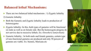 Balanced Lethals and Chromosome Complexes | PPTX