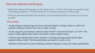 Quality Seed Production technology of Groundnut, Soyabean and Sesame | PPTX