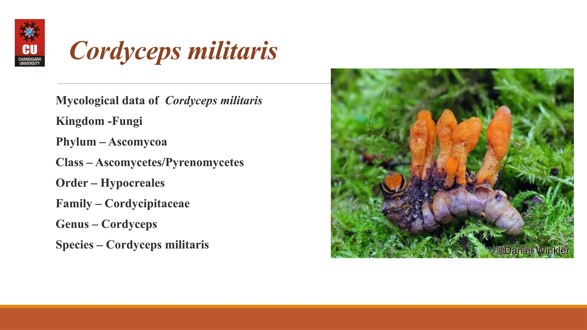 Recent research and development on medicinal mushroom cordyceps ...