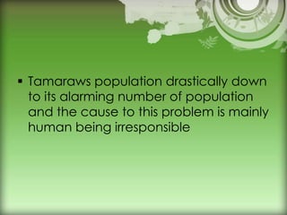 Tamaraw population decline | PPTX