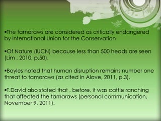 Tamaraw population decline | PPTX