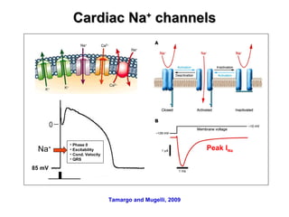Nuevas perspectivas en el tratamiento de la angina crónica estable - Dr ...