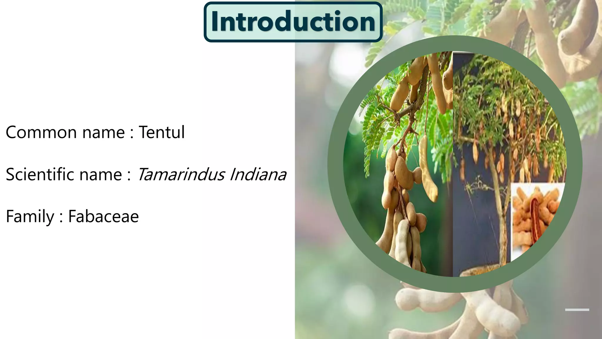Tamarind | PDF