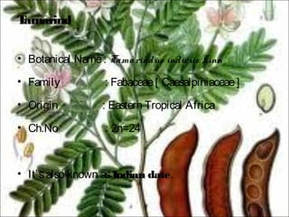 Tamarind | PPT