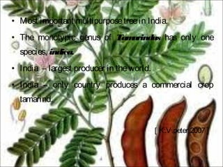 Tamarind | PPT
