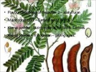 Tamarind | PPT