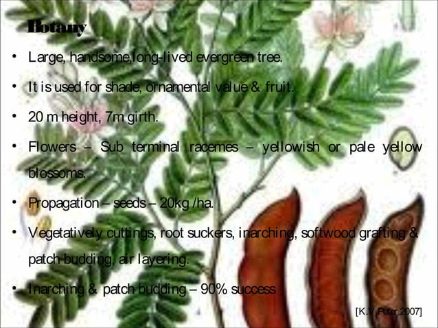 Tamarind | PPT