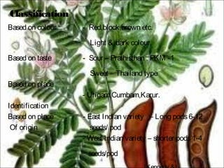 Tamarind | PPT