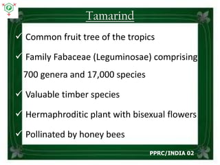 Tamarind | PPT