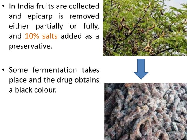 Tamarind- Chintapandu imali | PPT