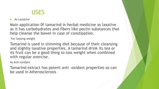 Tamarindus indica (Tamarind) | PPTX