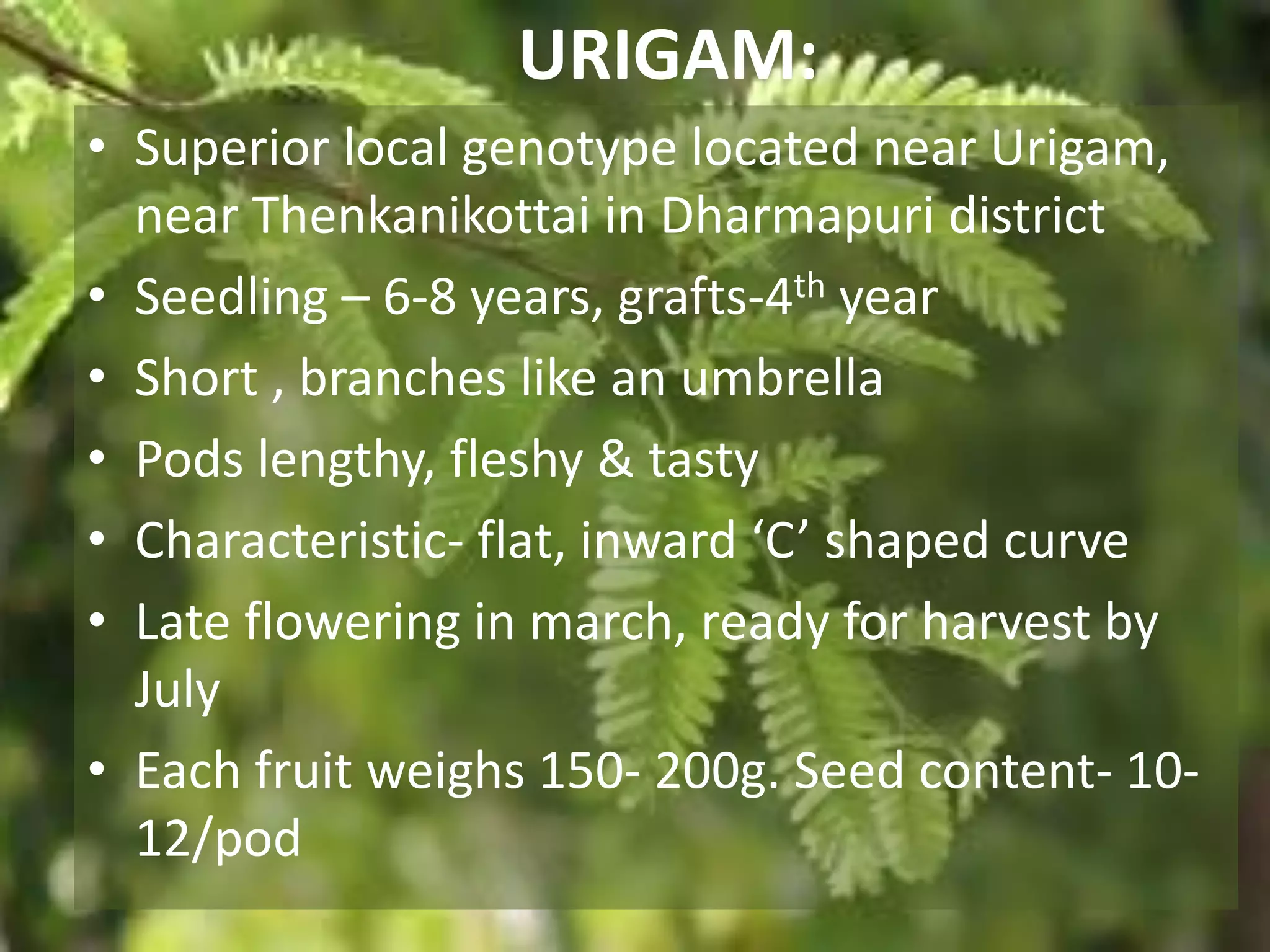 Tamarind varieties and processing | PPTX