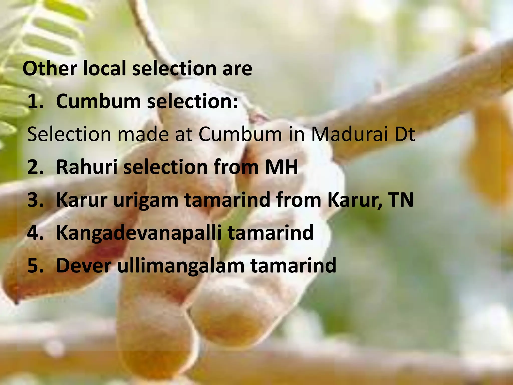 Tamarind varieties and processing | PPTX