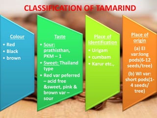 Tamarind varieties and processing | PPTX