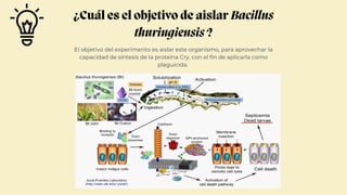 AISLAMIENTO DE BACILLUS THURINGENSIS.pdf