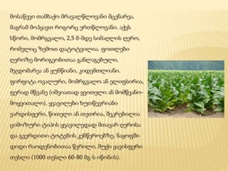 თამბაქოს ქიმიური შემადგენლობა | PPTX