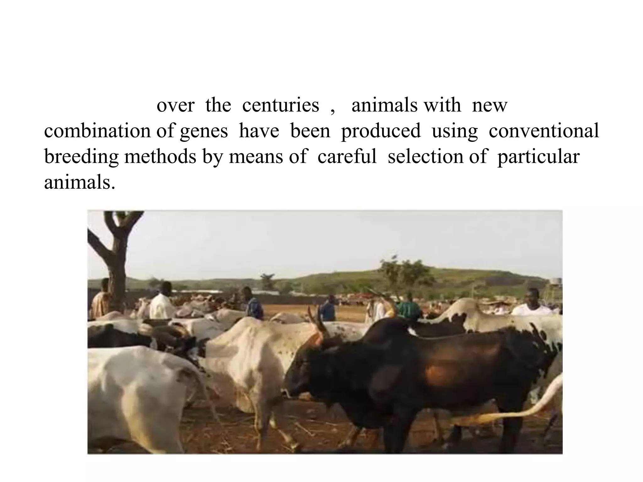 Application of Transgenic Animals in Livestock production | PPTX