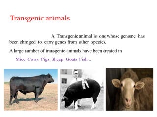 Application of Transgenic Animals in Livestock production | PPTX