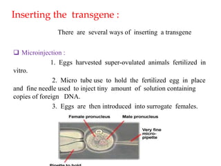 Application of Transgenic Animals in Livestock production | PPTX
