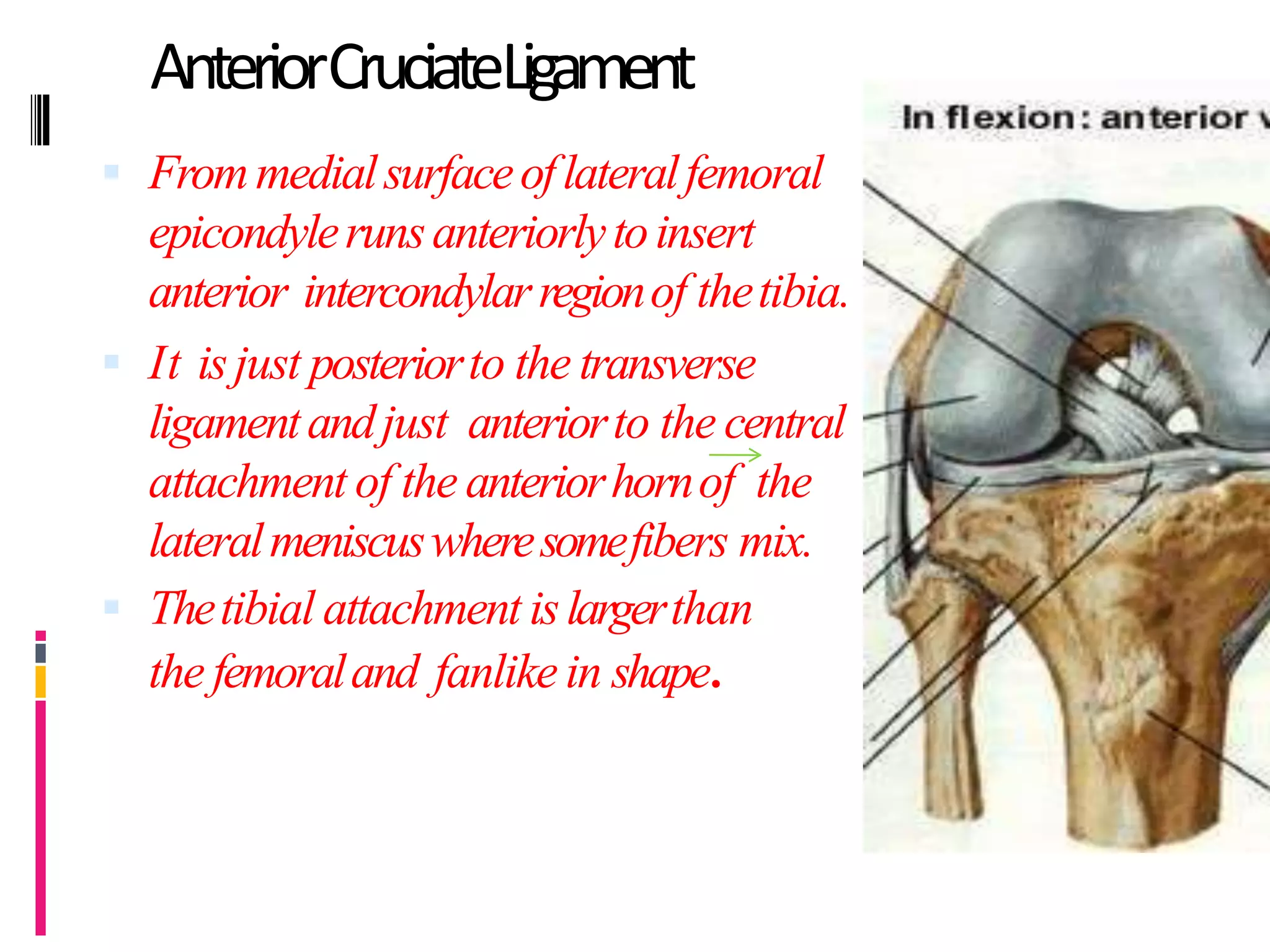 LIGAMENTOUS ANATOMY OF KNEE | PPTX