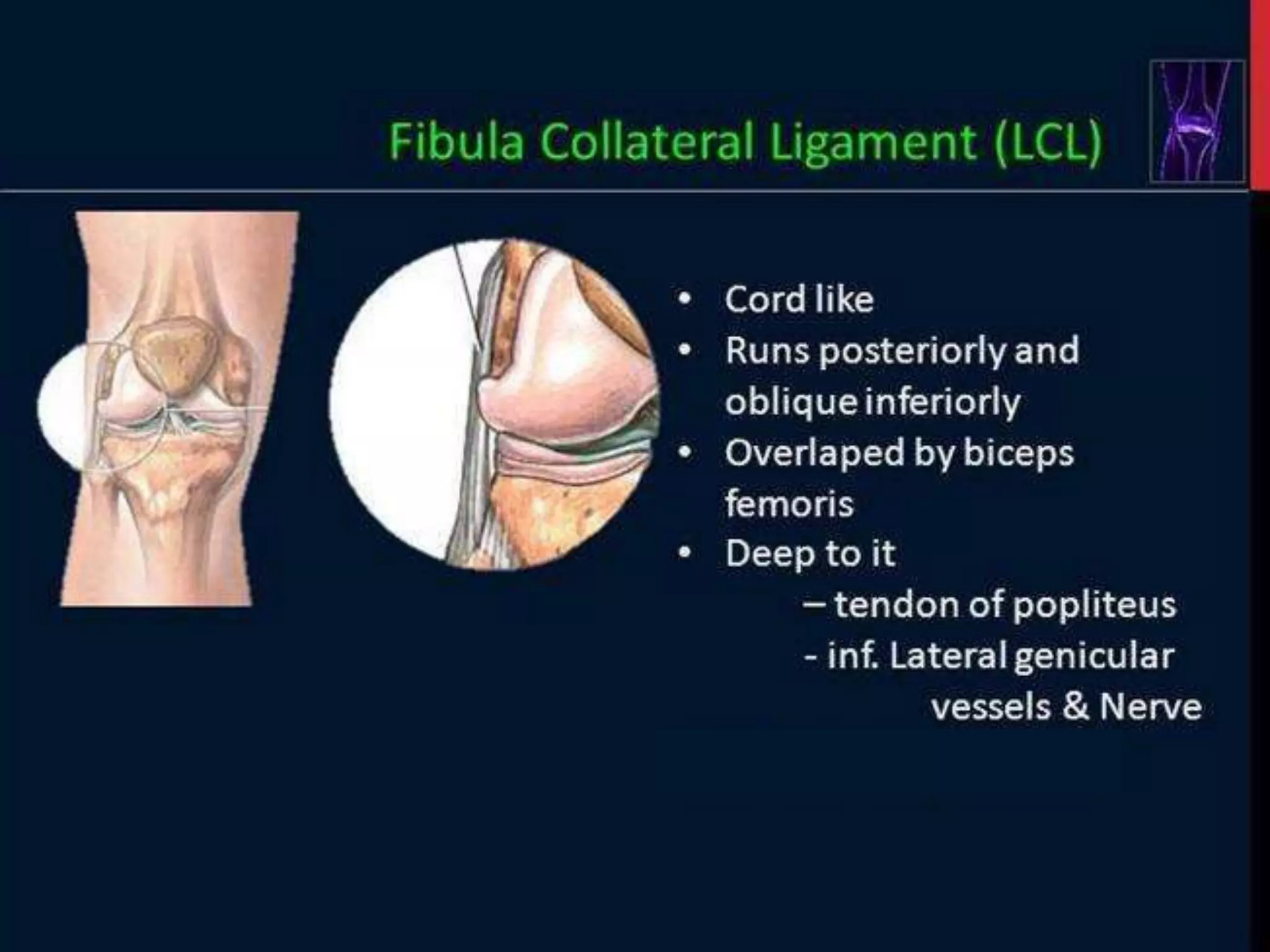 LIGAMENTOUS ANATOMY OF KNEE | PPTX