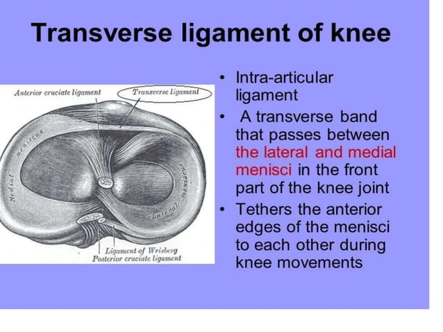 LIGAMENTOUS ANATOMY OF KNEE | PPTX