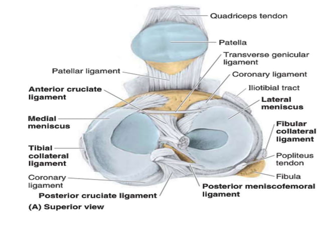 LIGAMENTOUS ANATOMY OF KNEE | PPTX