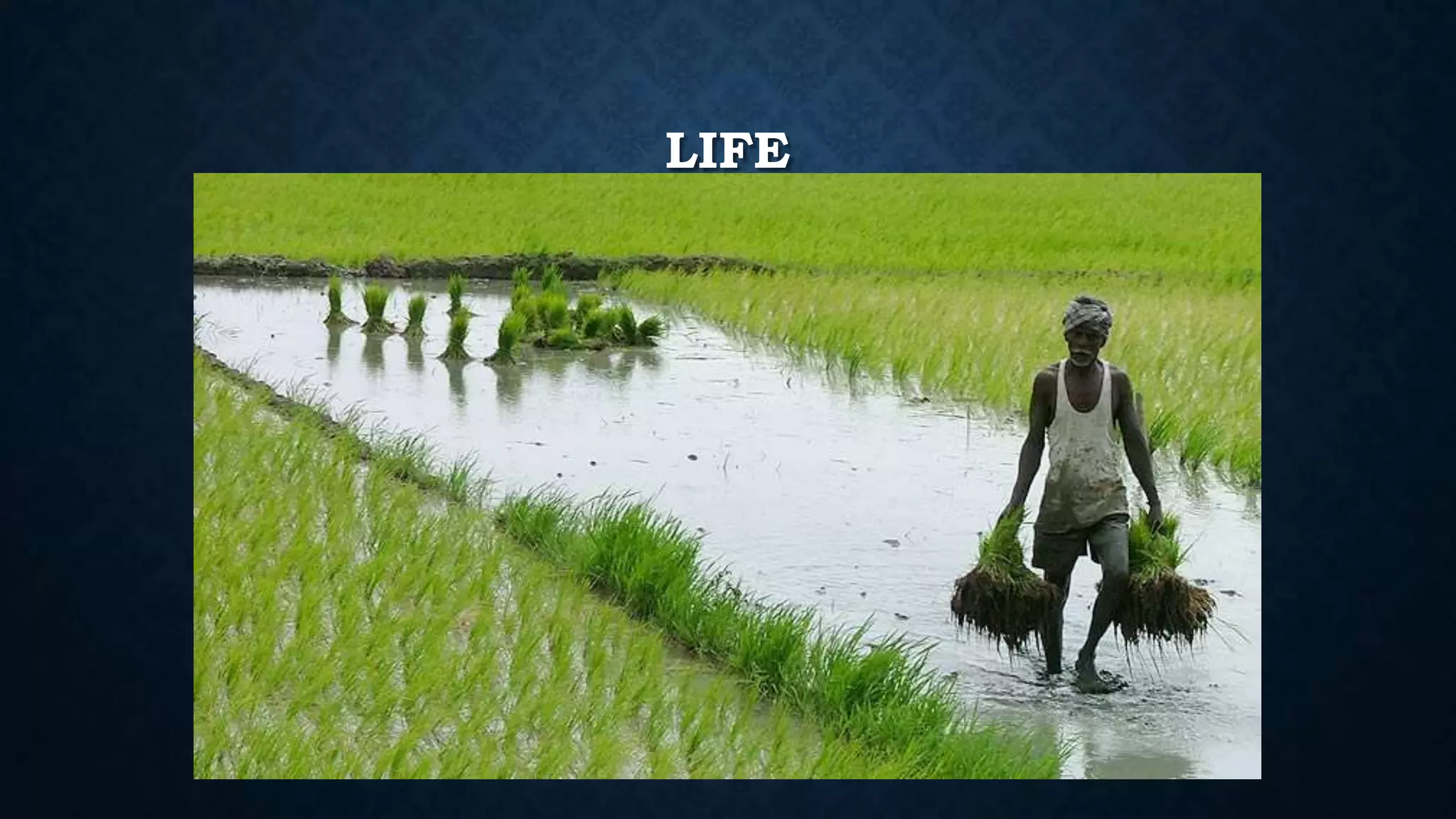 Culture of Tamil Nadu | PPTX