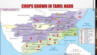 tamil nadu india presentation for students .pptx