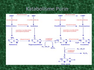 Metabolisme Purin dan Pirimidin | PPTX