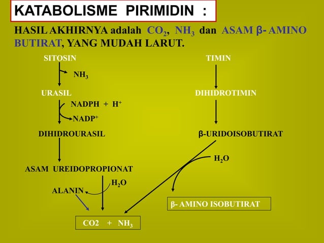 Metabolisme Purin dan Pirimidin | PPTX