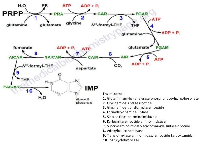 Metabolisme Purin dan Pirimidin
