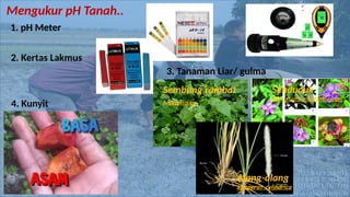 PENANGANAN TANAH MASAM PADA PERTANAMAN PADI.pptx