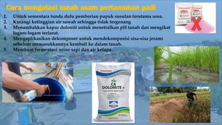 PENANGANAN TANAH MASAM PADA PERTANAMAN PADI.pptx