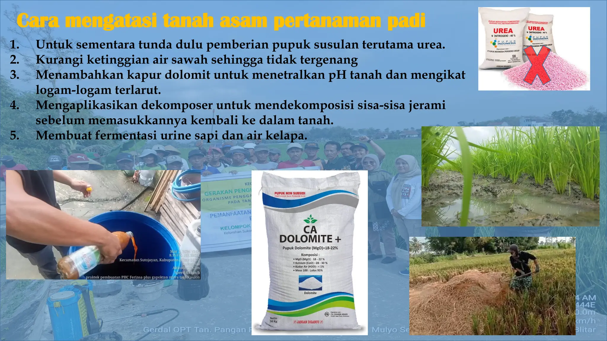 PENANGANAN TANAH MASAM PADA PERTANAMAN PADI.pptx