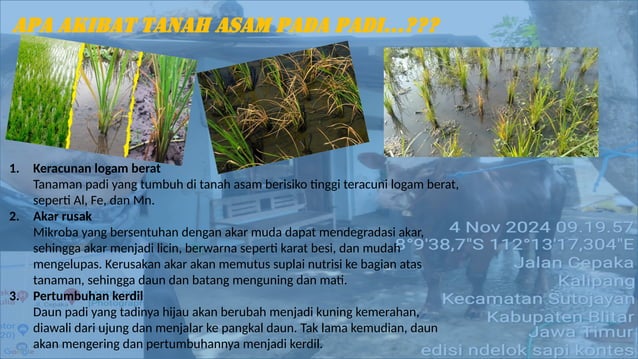 PENANGANAN TANAH MASAM PADA PERTANAMAN PADI.pptx