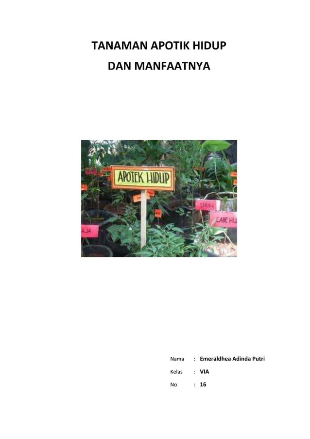 Tanaman apotik hidup | DOCX
