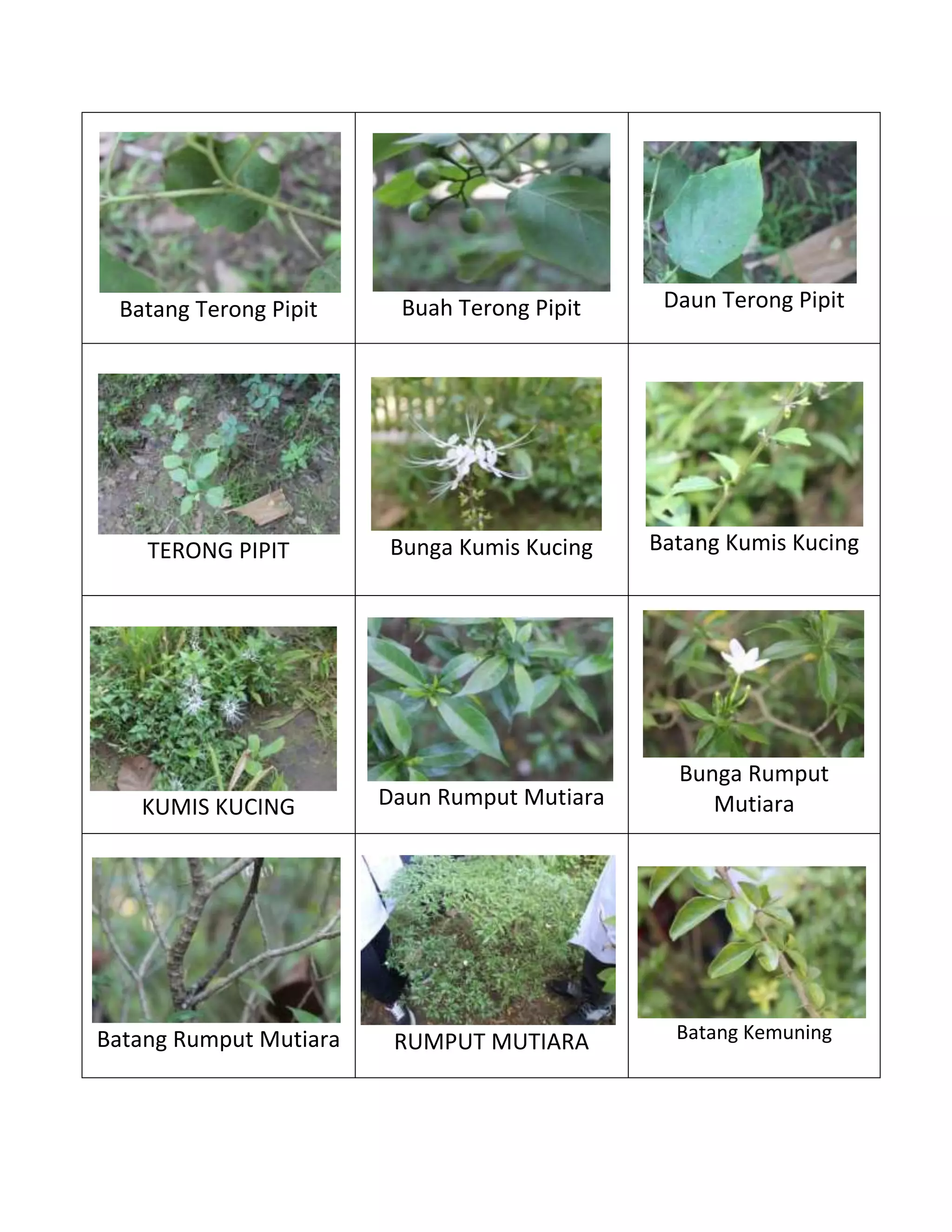 Tanaman botani | PDF