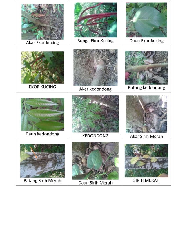 Tanaman botani | PDF