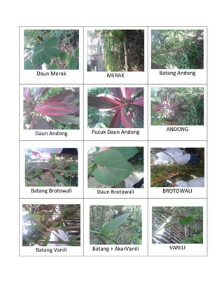 Tanaman botani | PDF