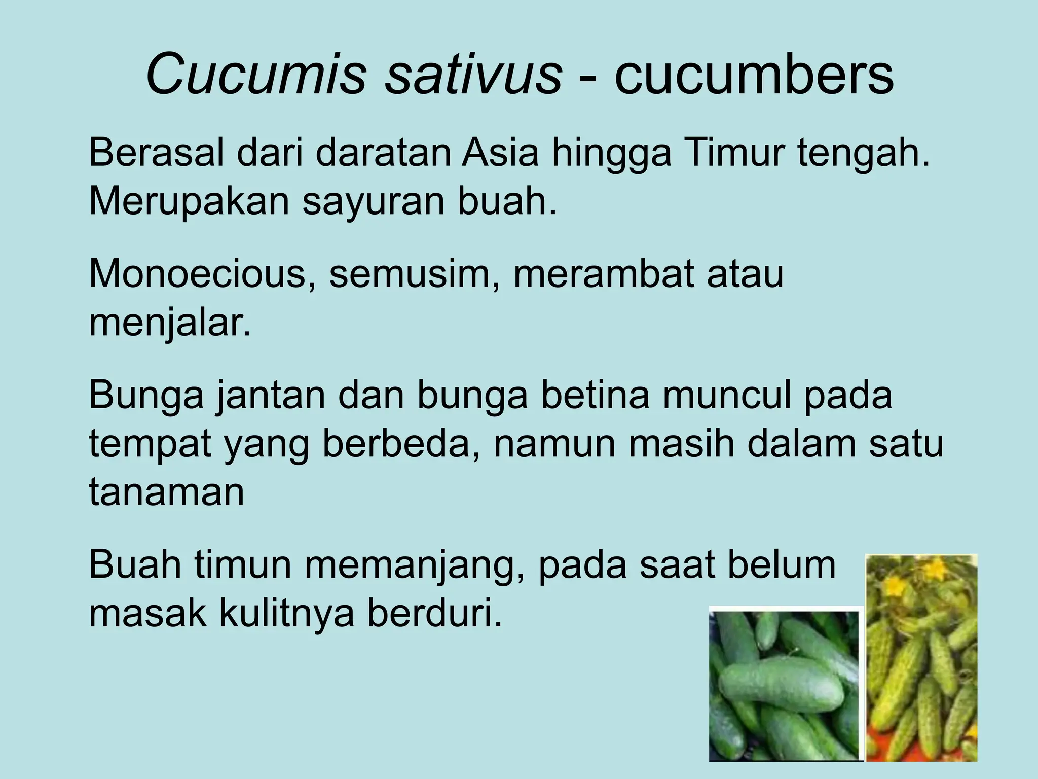 Tanaman Buah Tropis.ppt