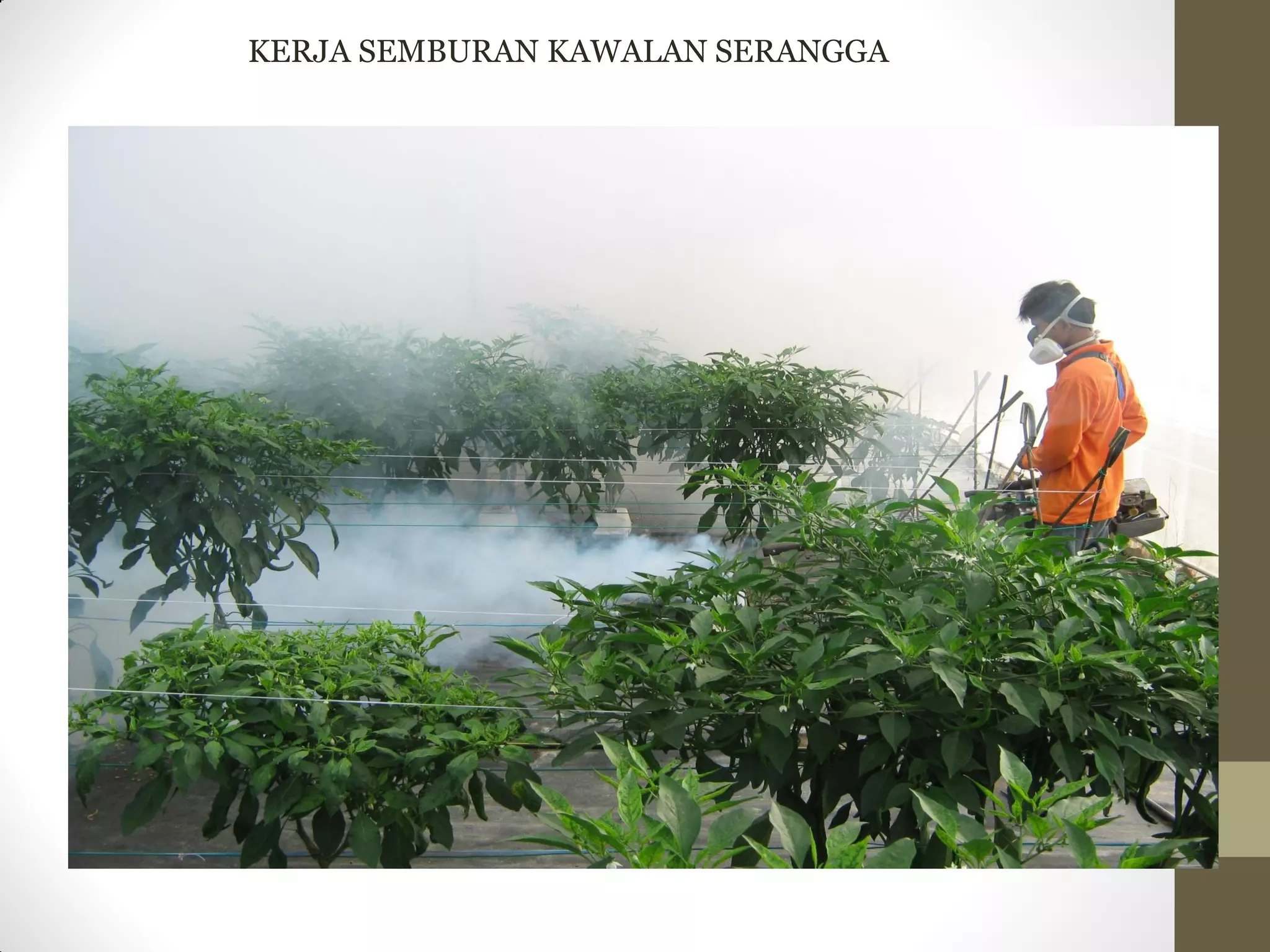 Tanaman cili fertigasi 2 | PDF