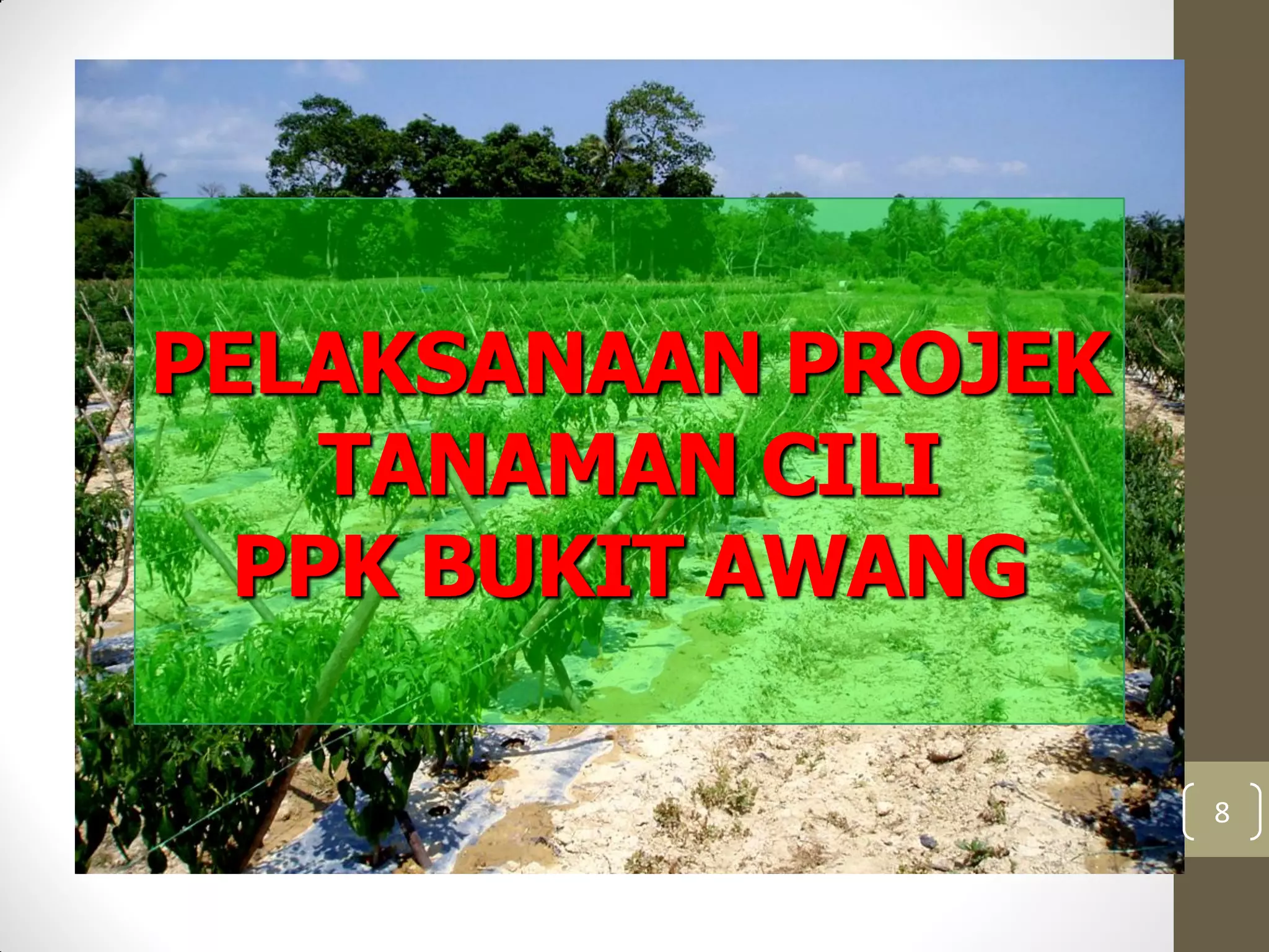 Tanaman cili fertigasi 2 | PDF