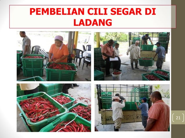 Tanaman cili fertigasi 2 | PDF