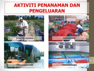 Tanaman cili fertigasi 2 | PDF