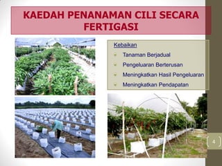 Tanaman cili fertigasi 2 | PDF