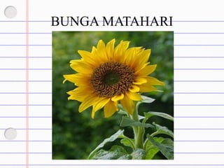 Bunga matahari | PPTX