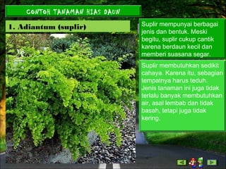 Budidaya Tanaman Hias | PPT